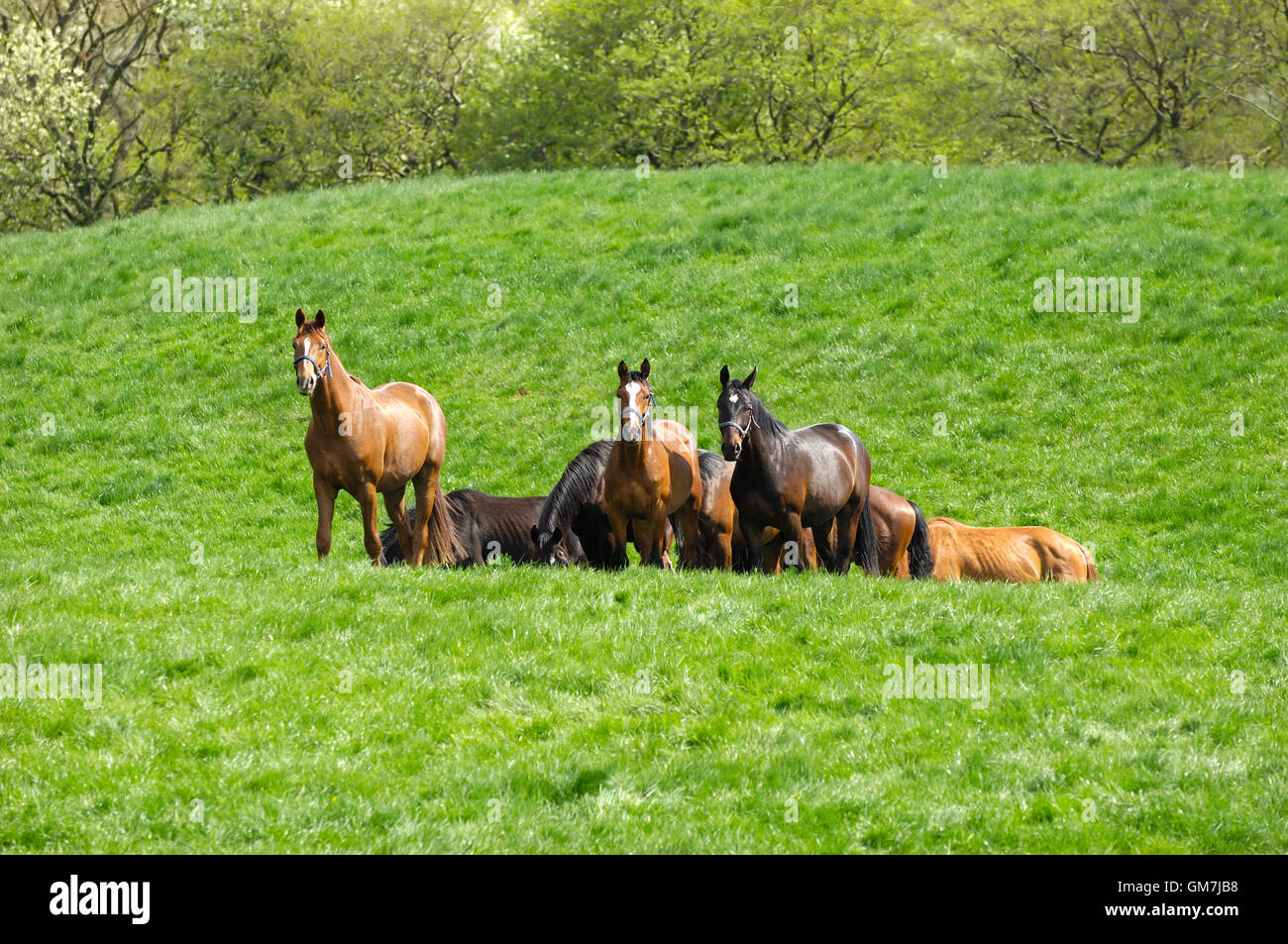 Group of horse hi-res stock photography and images - Alamy