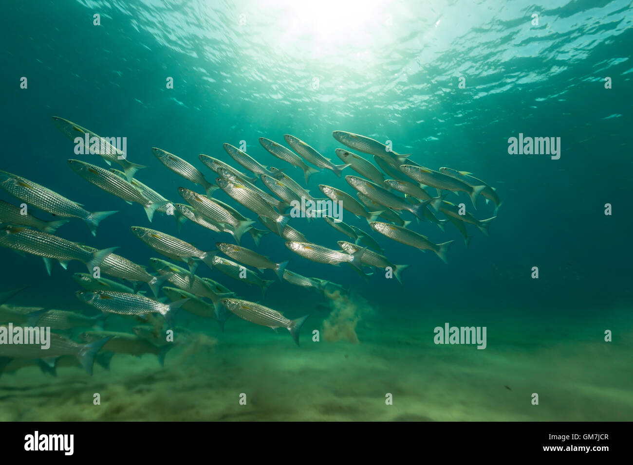 Fringelip mullet (crenimugil crenilabis) in the Red Sea Stock Photo - Alamy