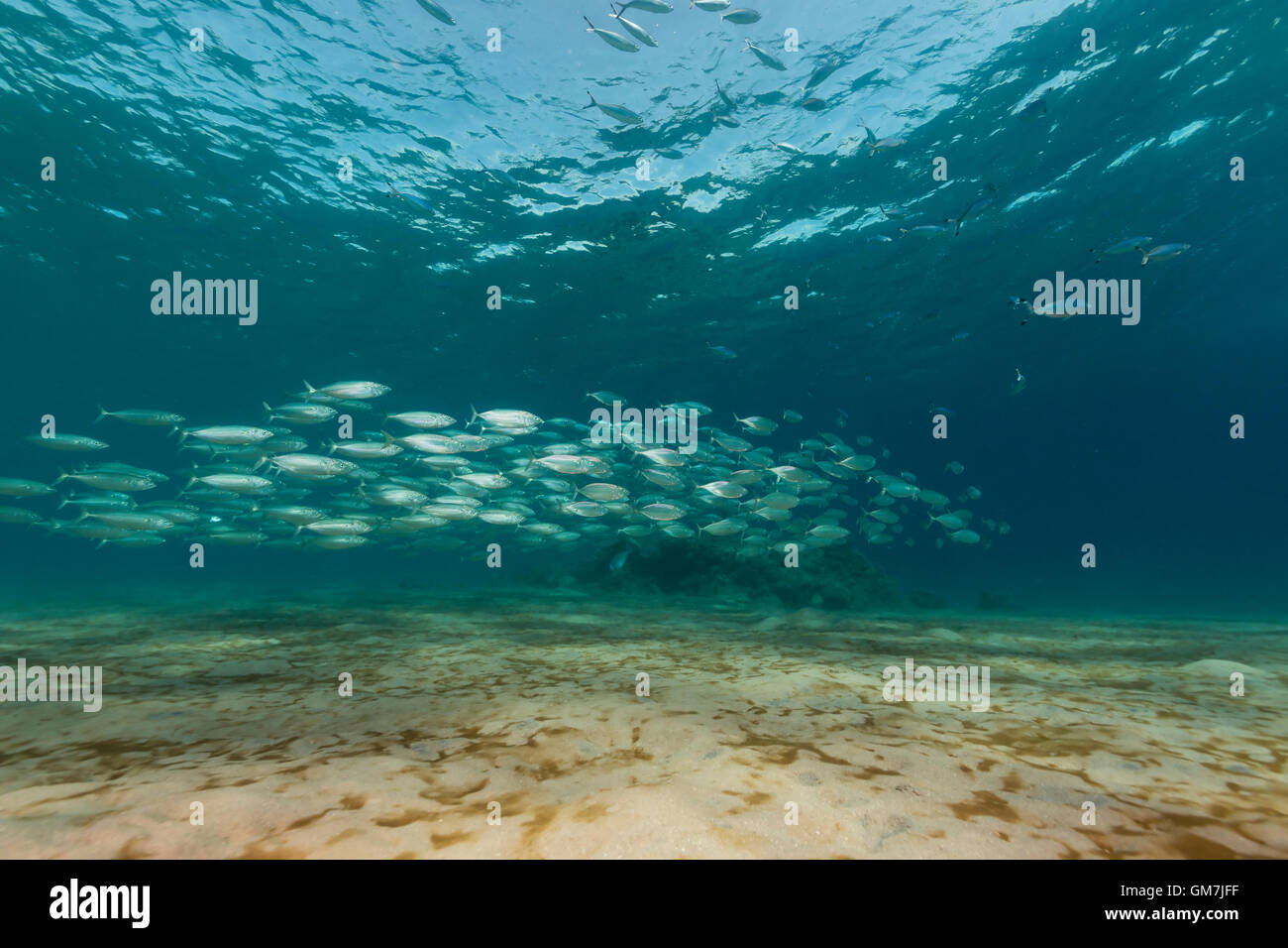 Striped mackerel the Red Sea Stock Photo - Alamy
