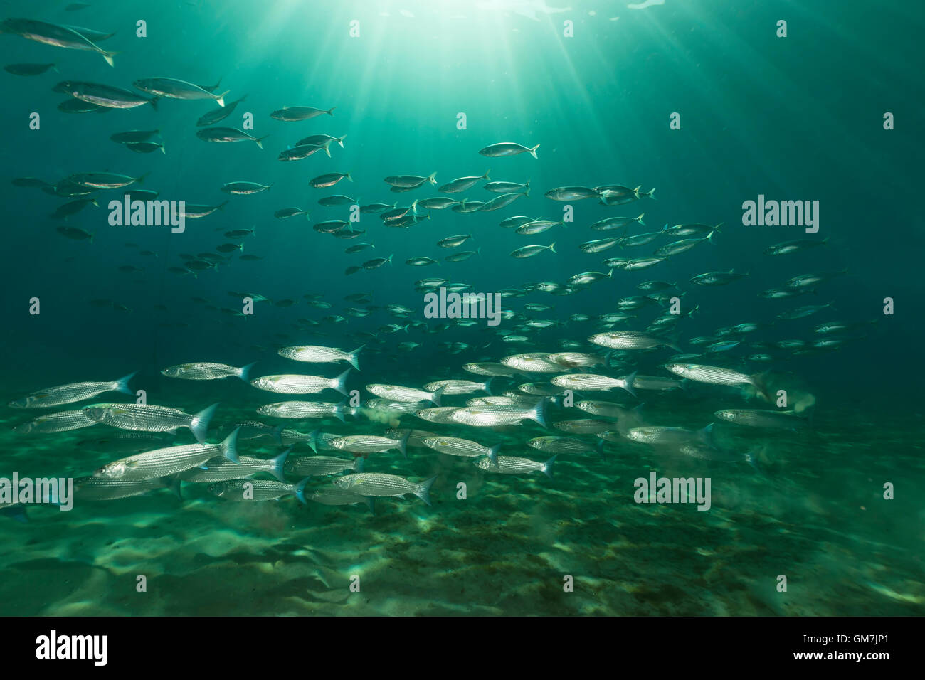 Mackerel and mullets in the Red Sea Stock Photo - Alamy