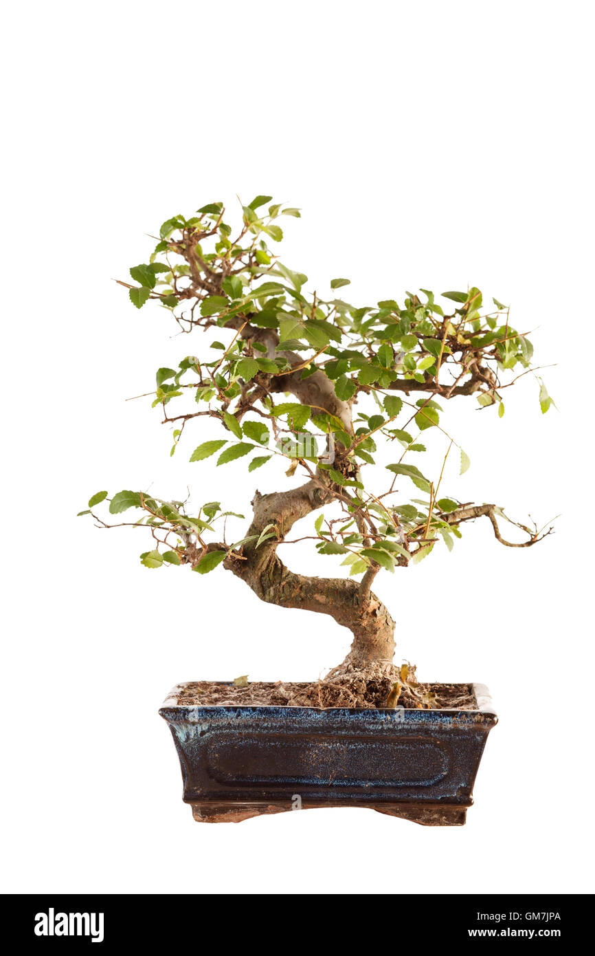 Miniature bonsai tree Cut Out Stock Images & Pictures - Alamy