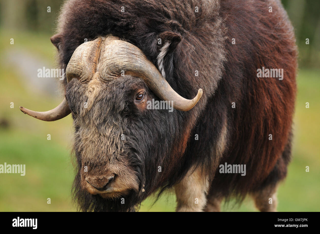 Giant musk ox Stock Photo - Alamy