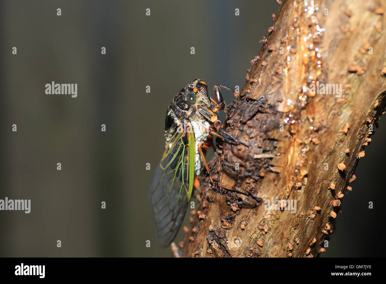 Black Cicada High Resolution Stock Photography and Images - Alamy