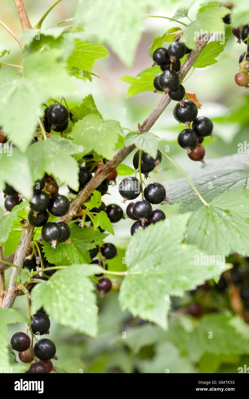 black currant branch Stock Photo - Alamy