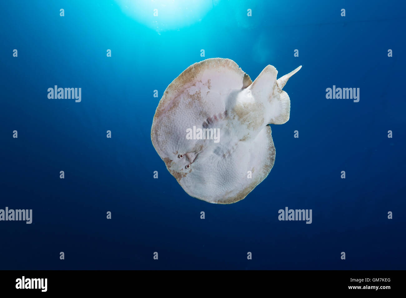 Leopard torpedo ray (torpedo panthera) in the Red Sea Stock Photo - Alamy