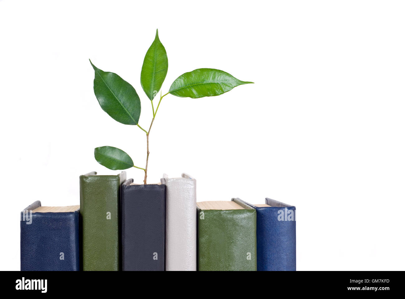 Books and tree isolated on white background Stock Photo - Alamy
