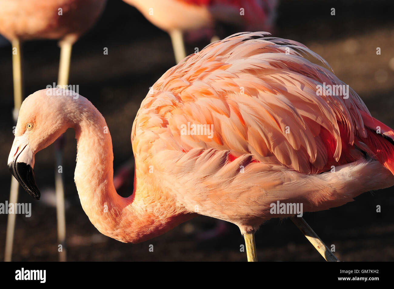 Flamingo fishing hi-res stock photography and images - Alamy