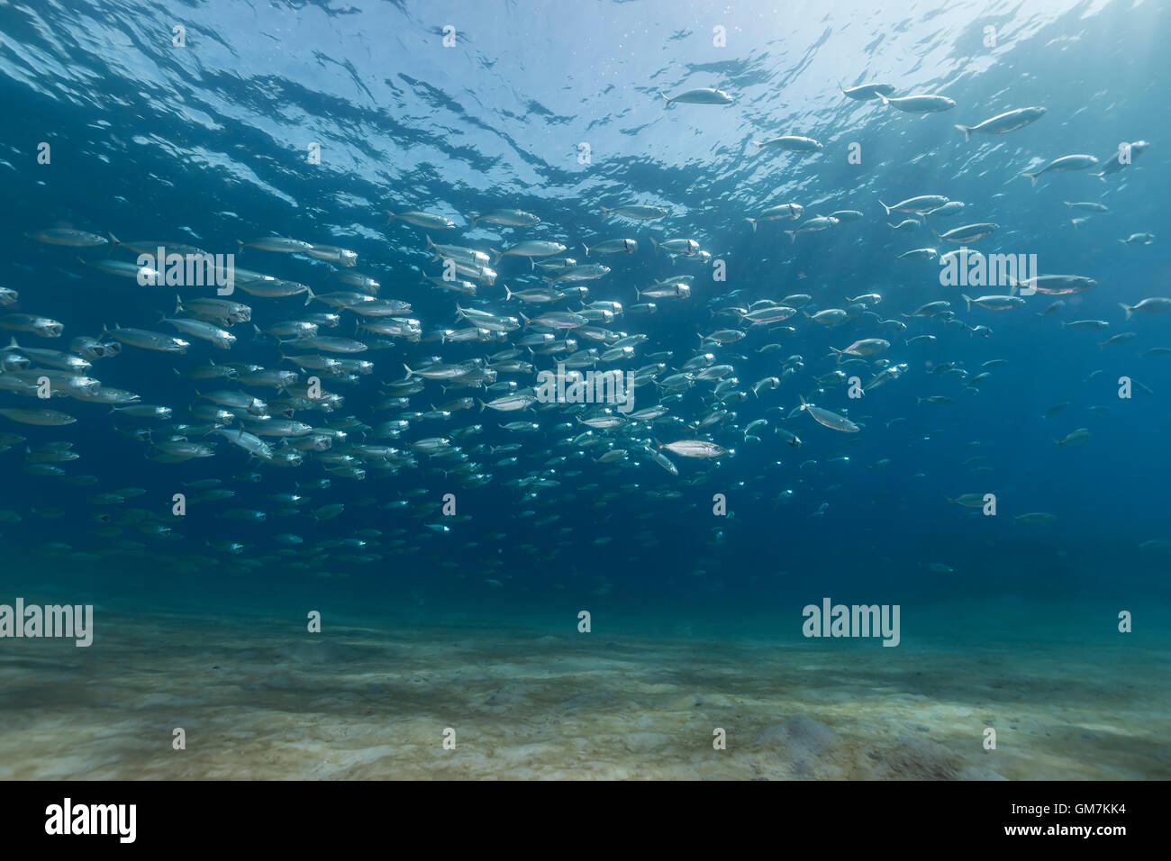 Striped mackerel hi-res stock photography and images - Alamy