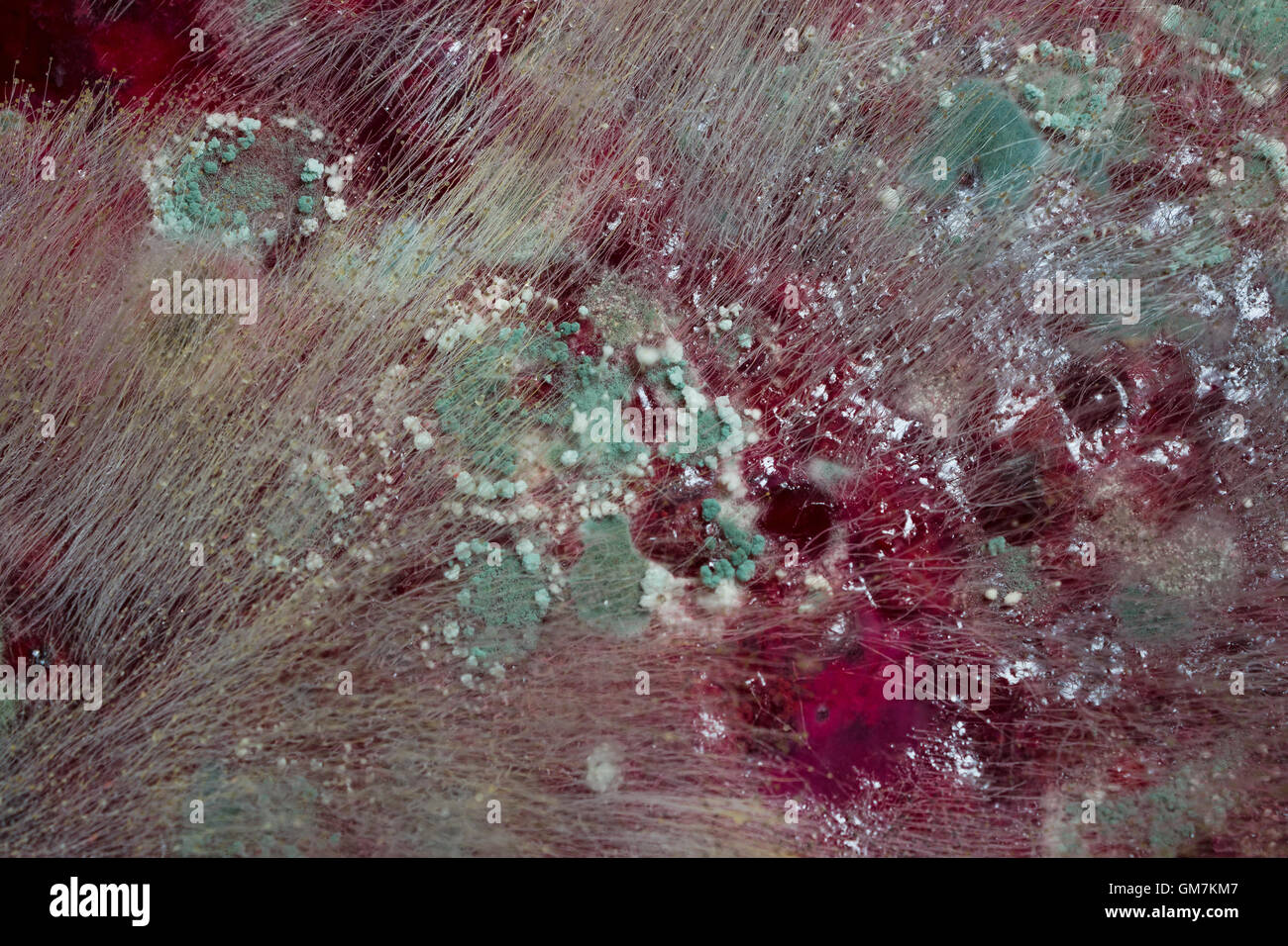 Asexual reproduction hi-res stock photography and images - Alamy