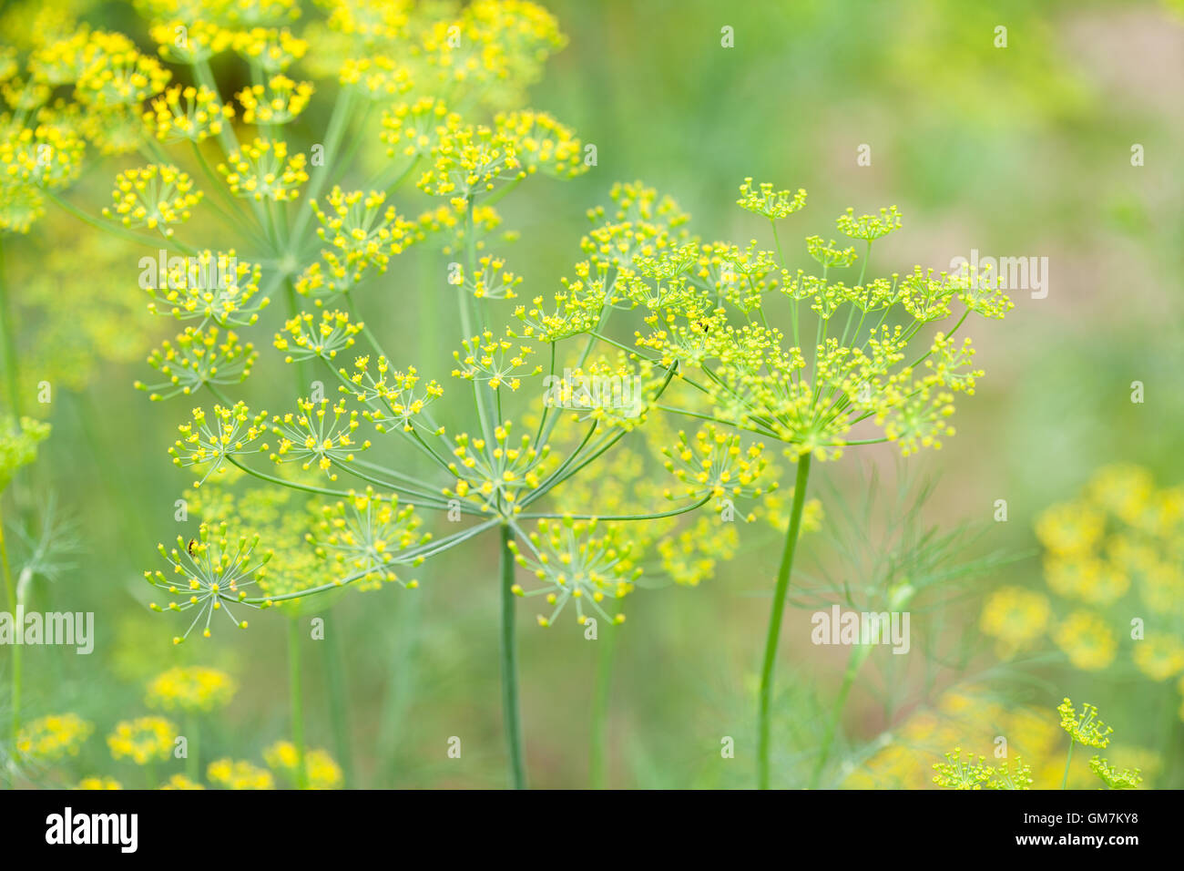 flowers of dill Stock Photo - Alamy