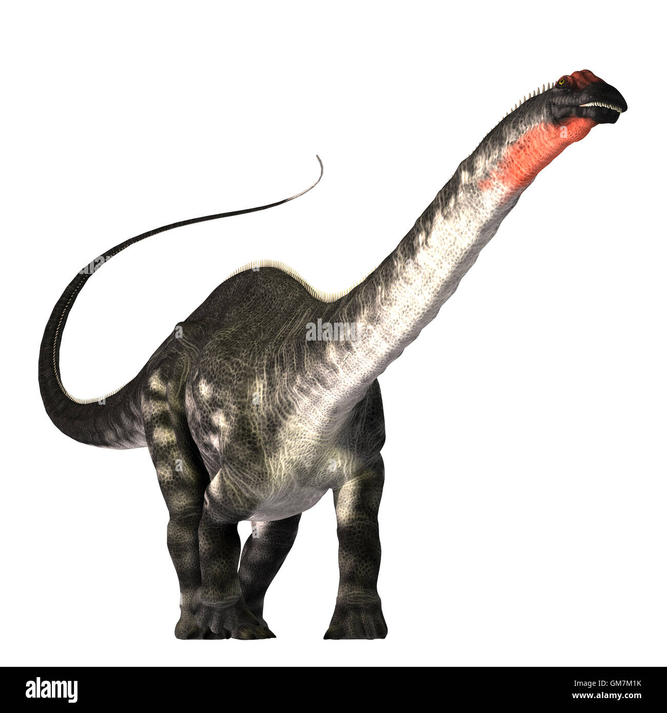 Brontosaurus teeth hi-res stock photography and images - Alamy