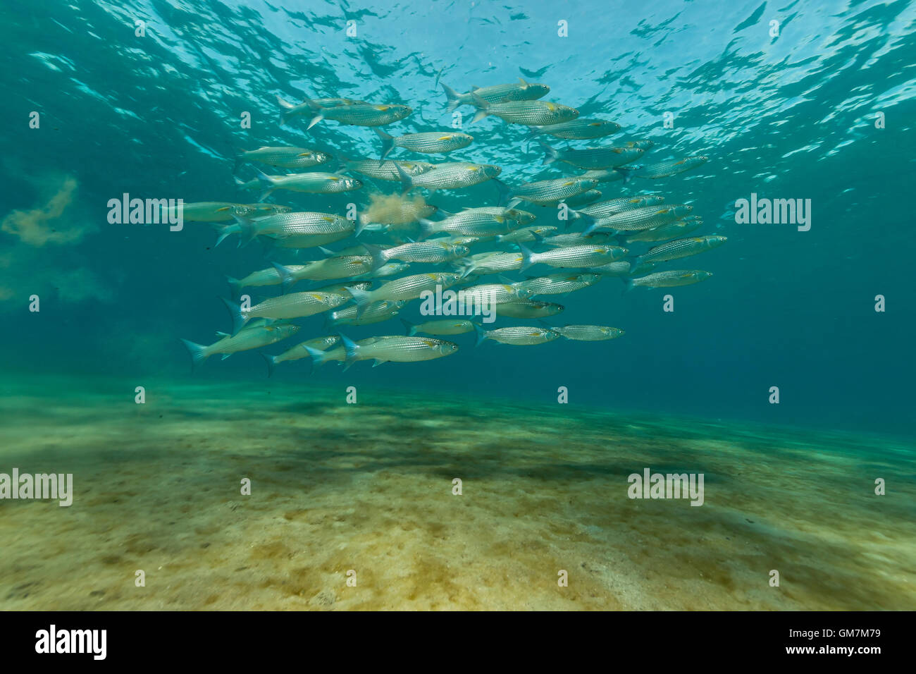 Fringelip mullet (crenimugil crenilabis) in the Red Sea Stock Photo - Alamy
