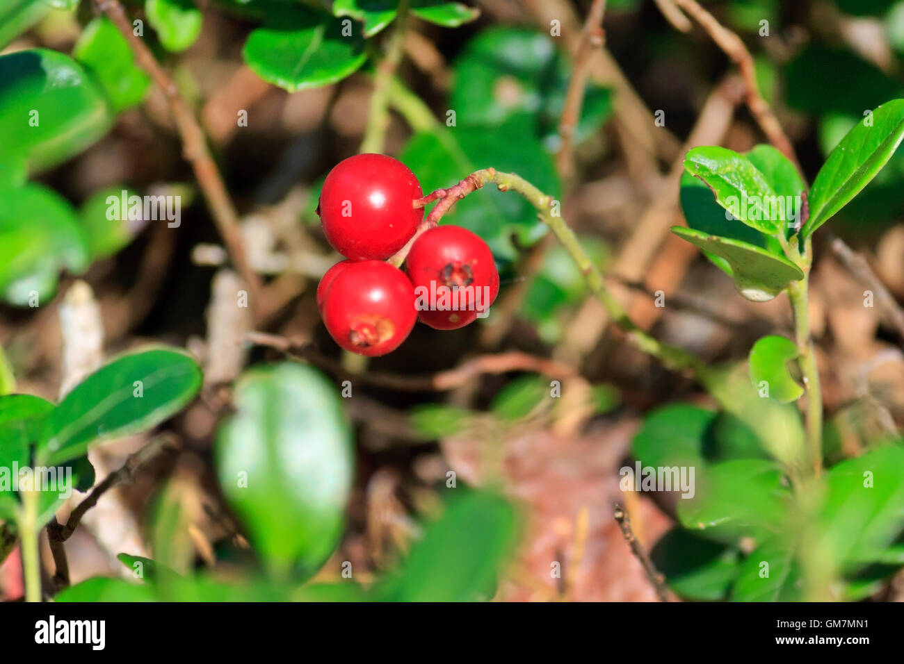 Bush cranberries hi-res stock photography and images - Alamy