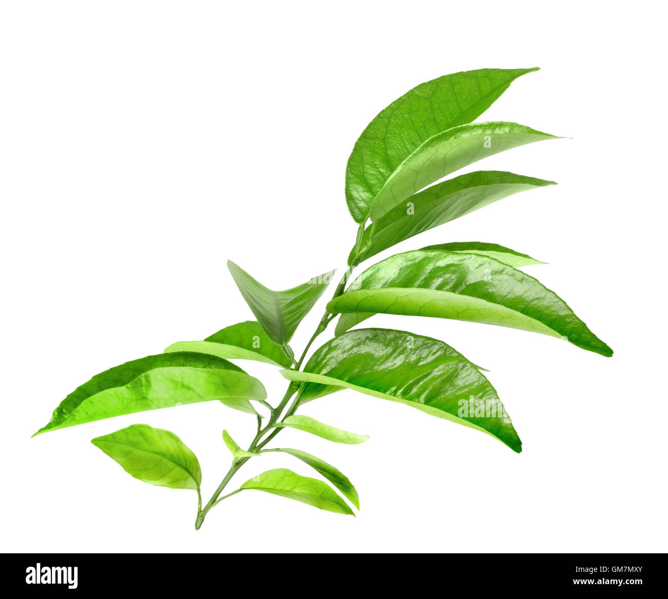 Branch of citrus tree Stock Photo - Alamy