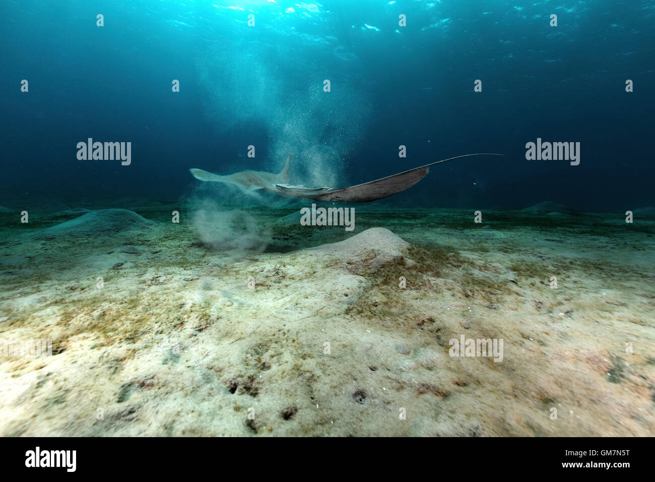 Fantail stingray (pastinachus sephen) the Red Sea Stock Photo - Alamy