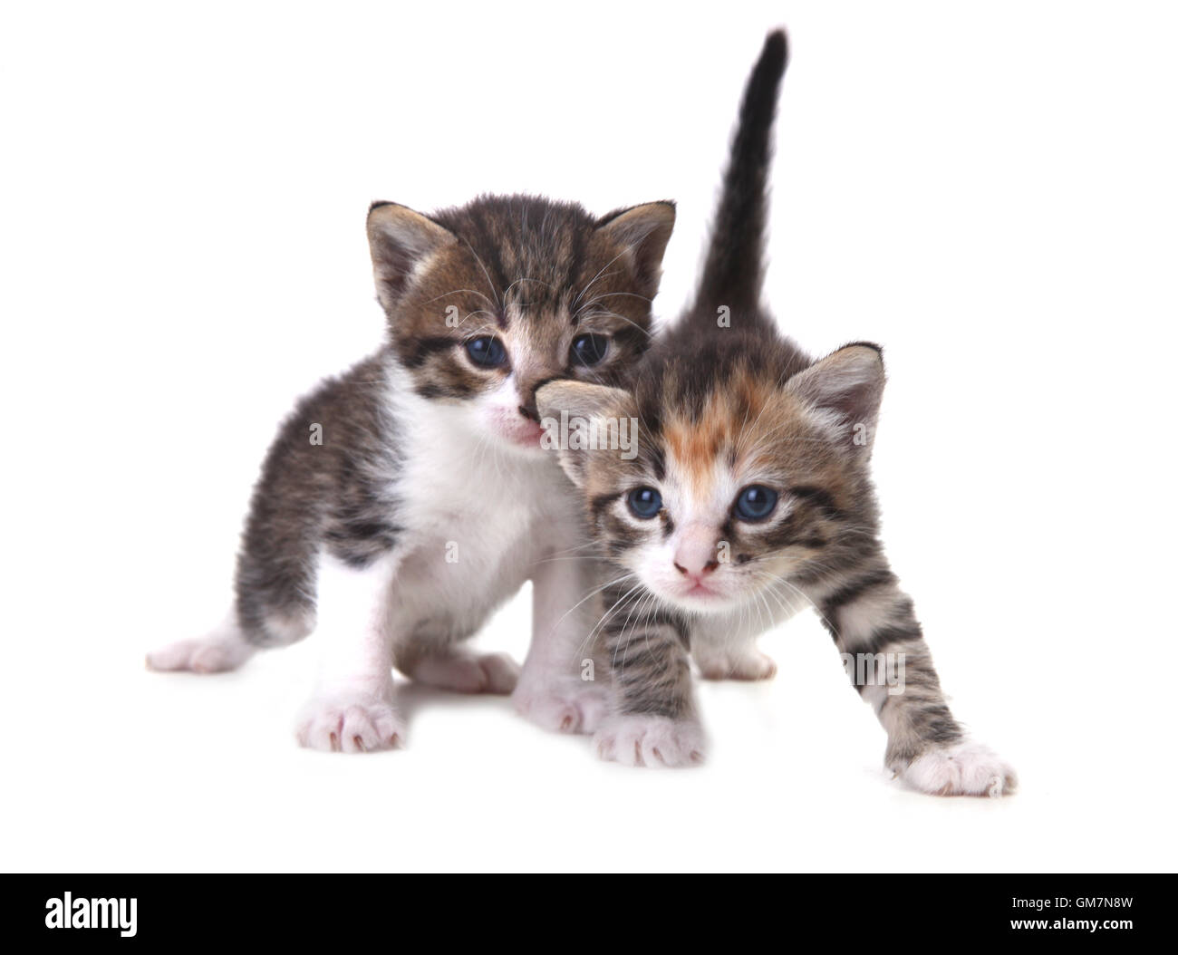Cute Newborn Baby Kittens Easily Isolated on White Stock Photo - Alamy