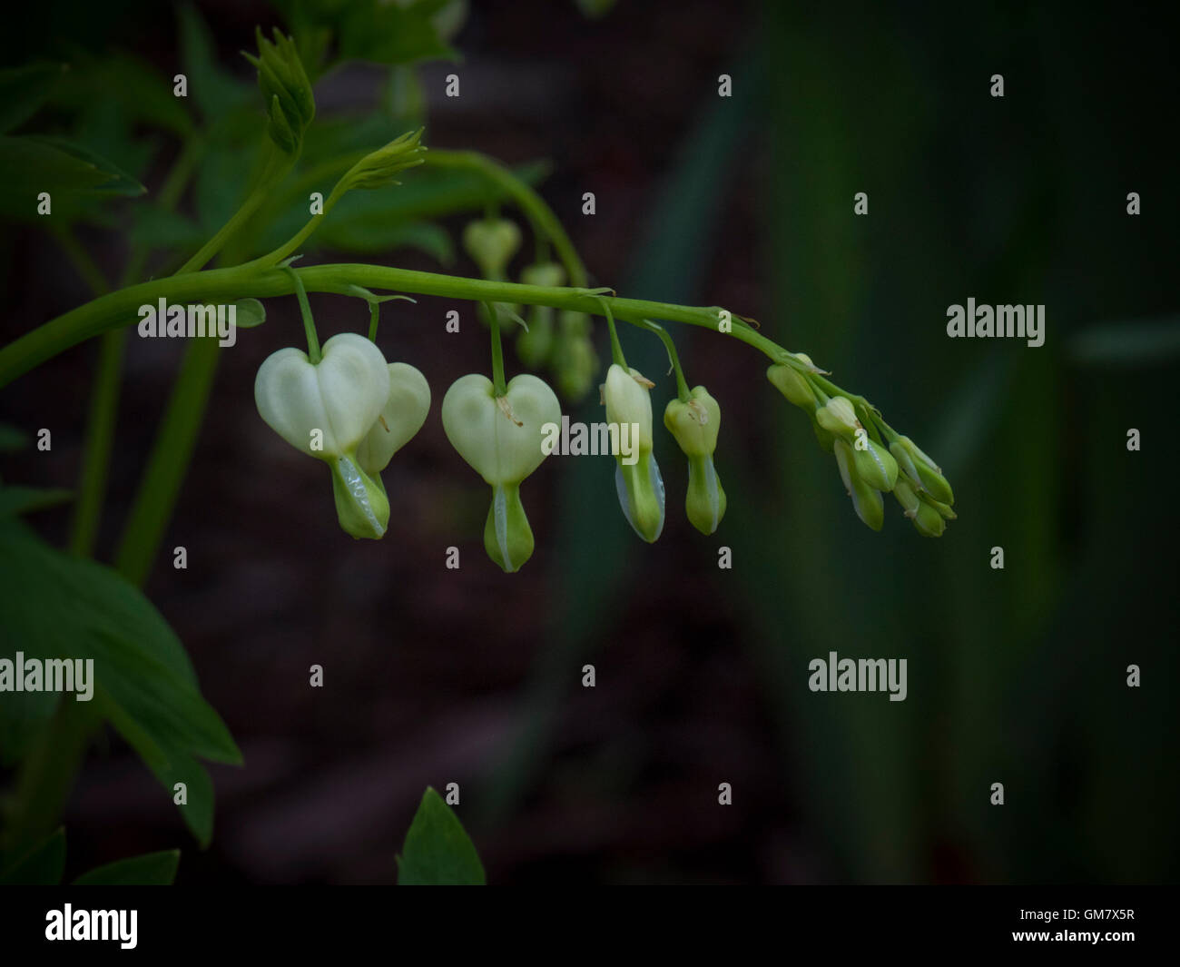 Bleeding heart in bloom Stock Photo - Alamy