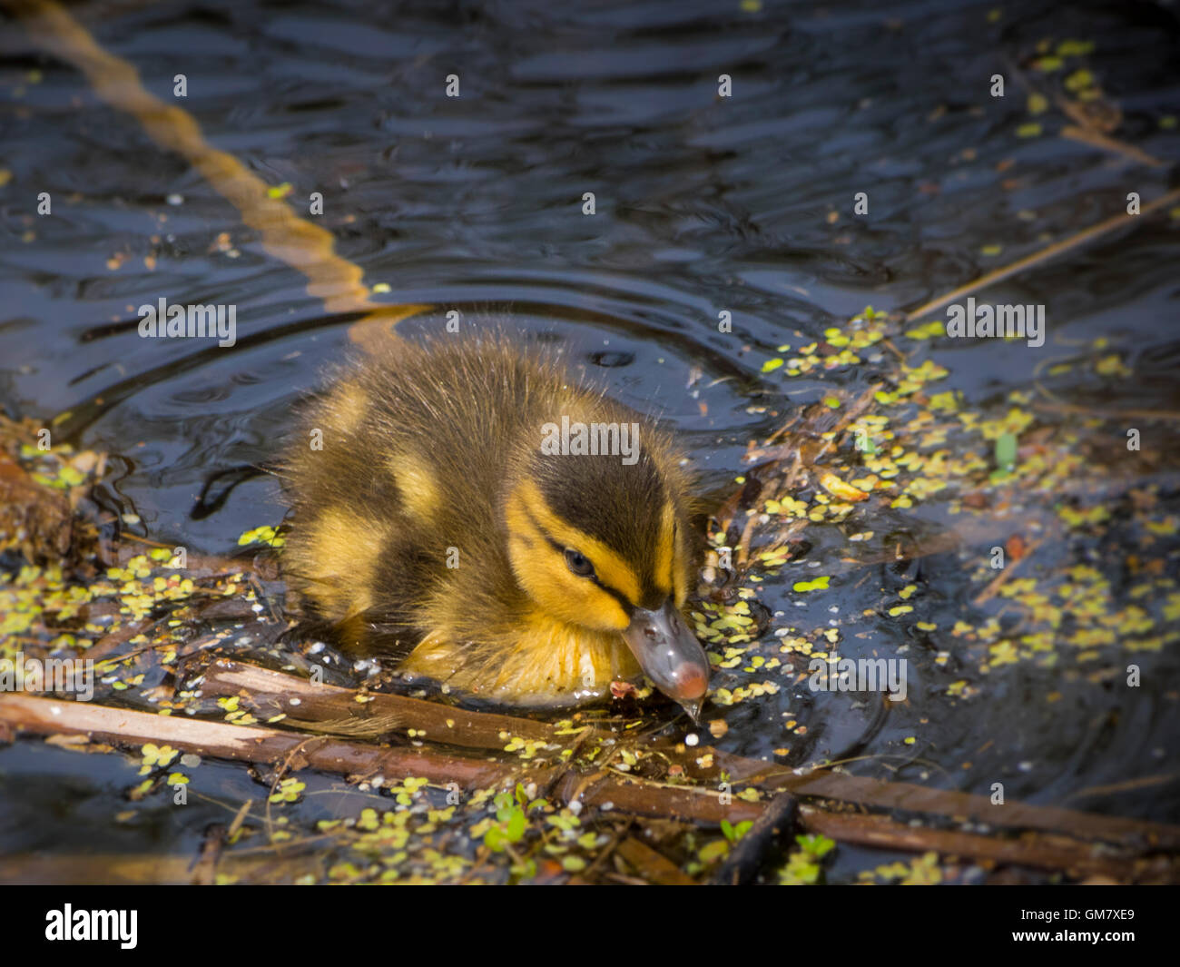 Baby duck in a marsh Stock Photo - Alamy