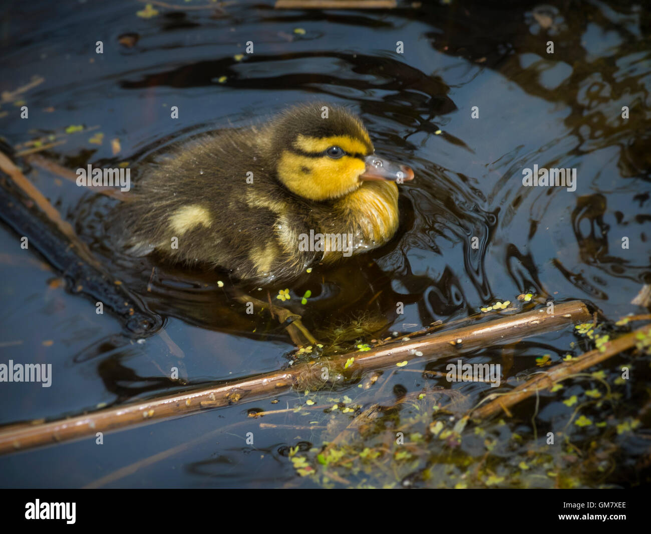 Baby duck in a marsh Stock Photo - Alamy