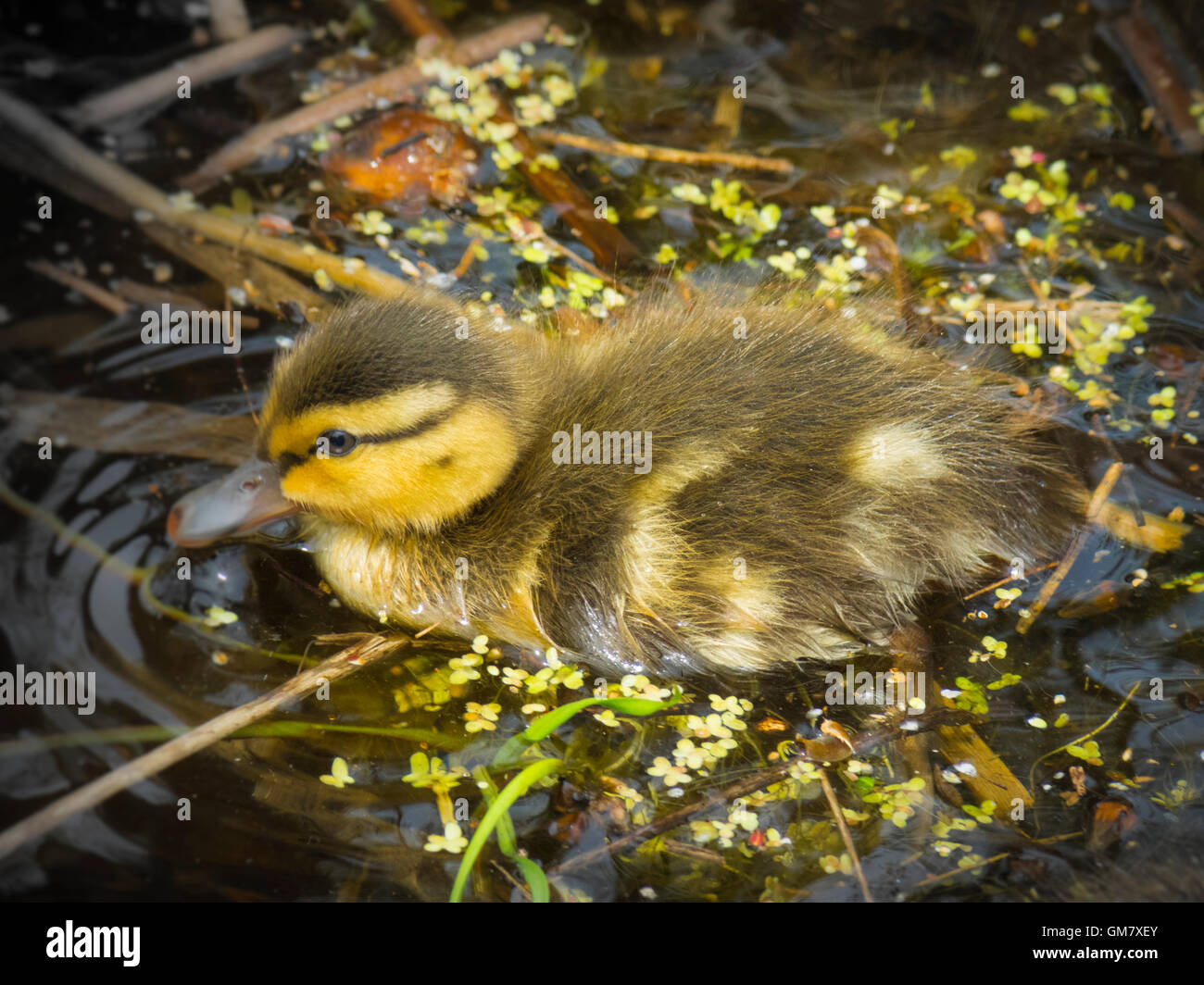 Baby duck in a marsh Stock Photo - Alamy