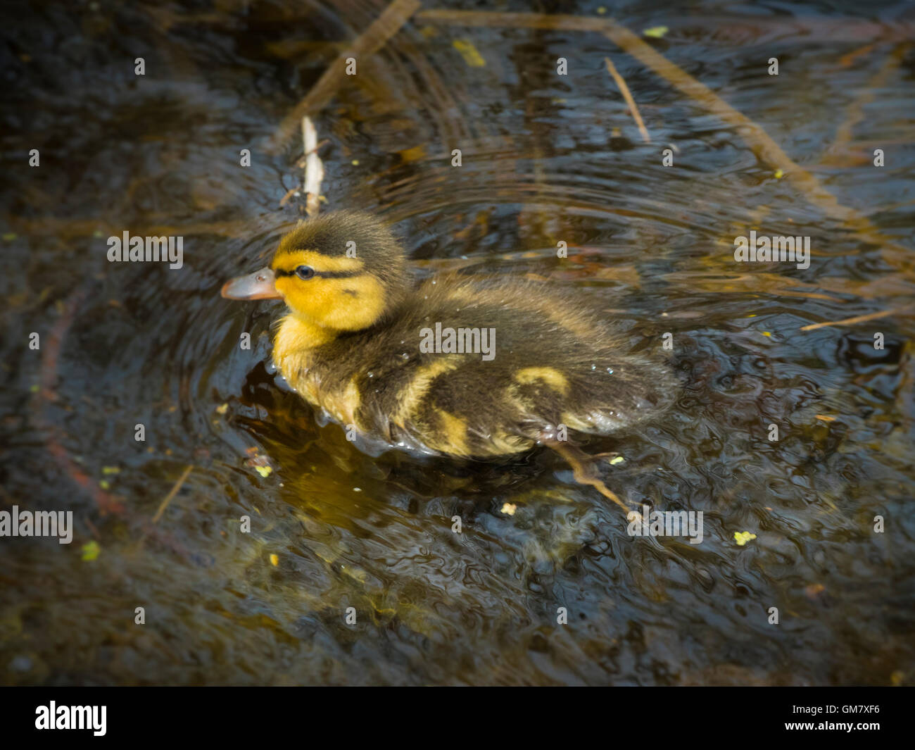Baby duck in a marsh Stock Photo - Alamy