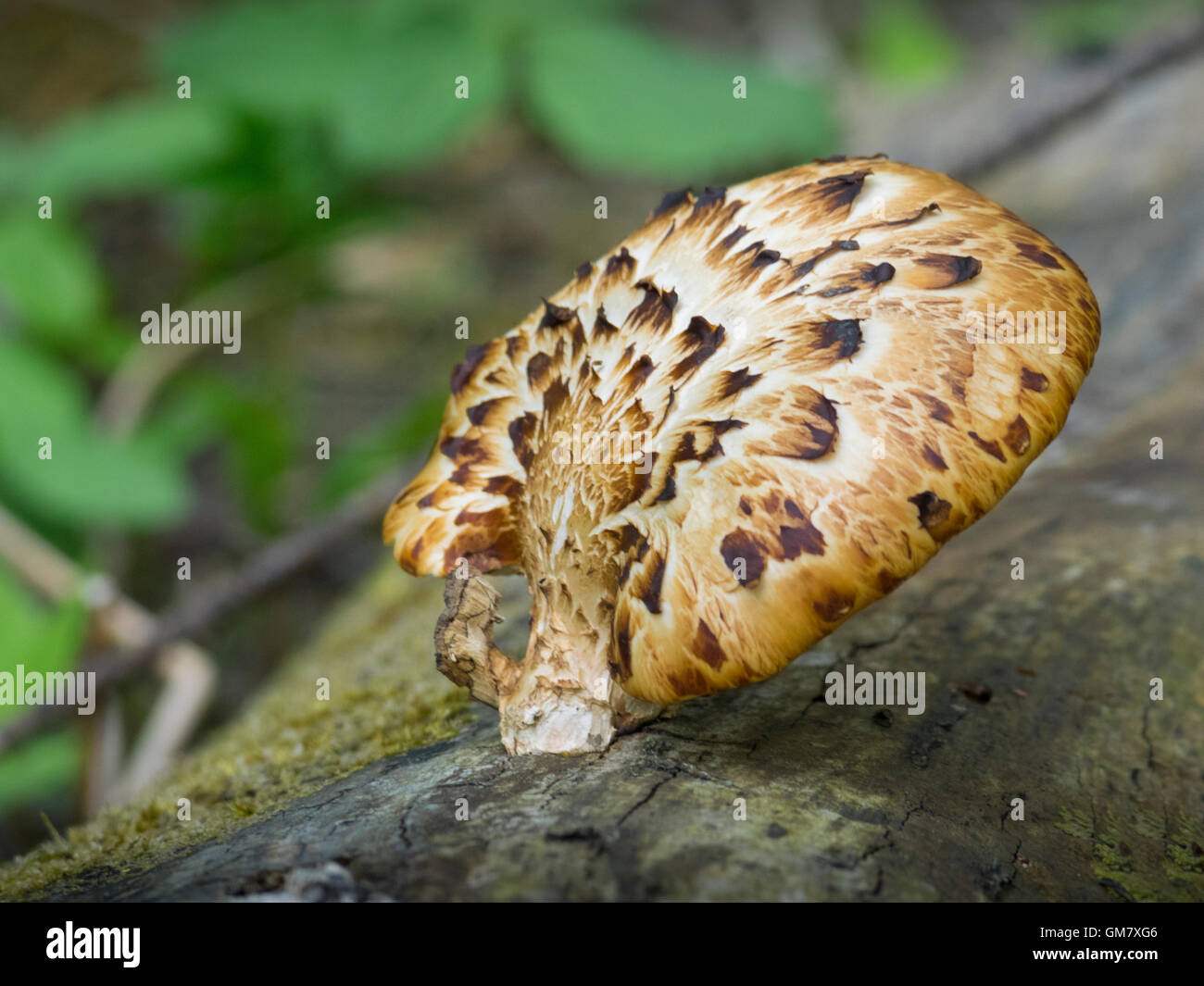 Mushroom on a tree Stock Photo - Alamy