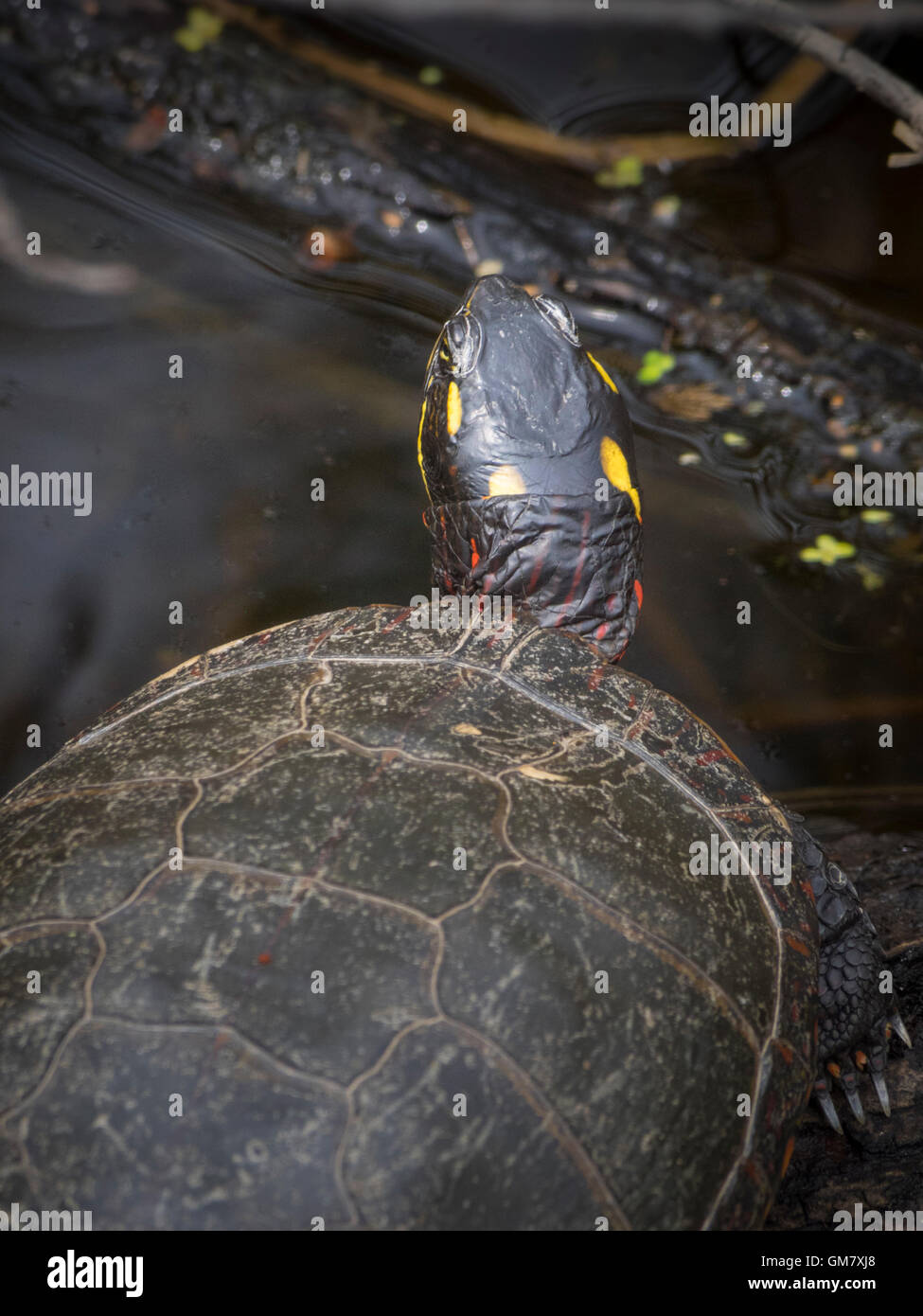 Back of a painted turtle Stock Photo - Alamy