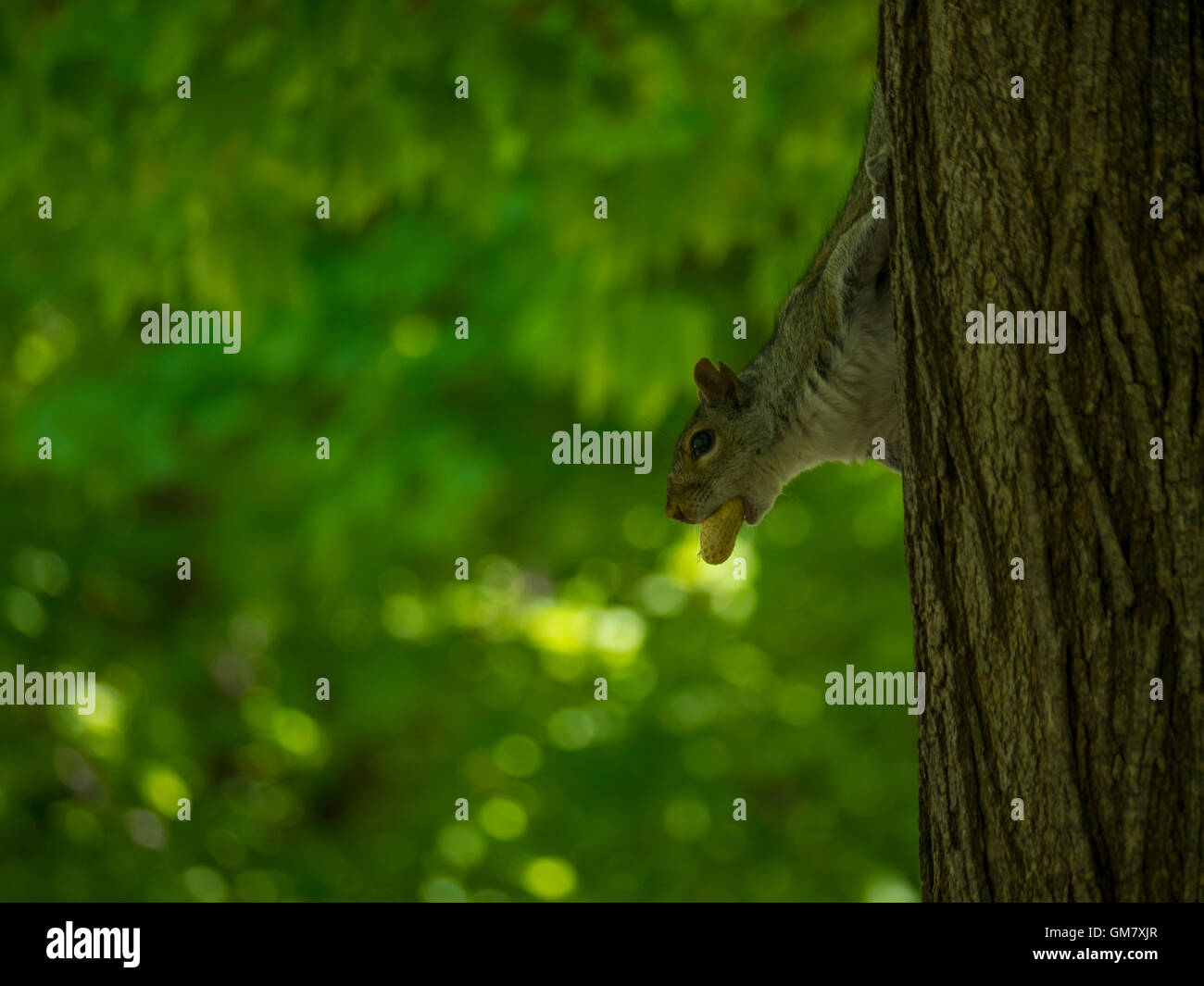 Squirrel eating a peanut on a tree Stock Photo - Alamy