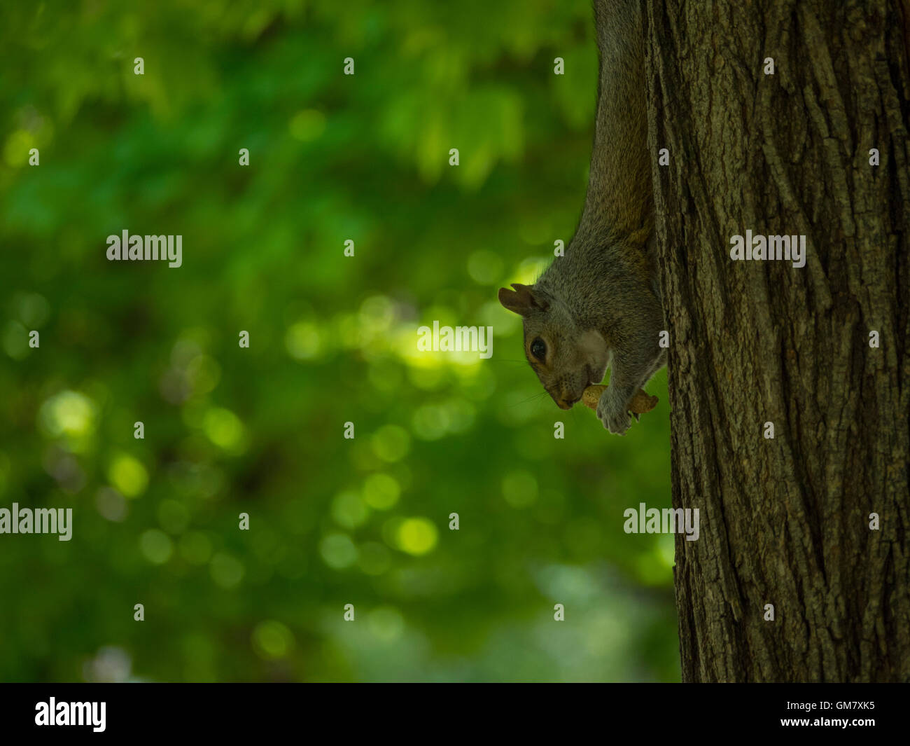 Squirrel eating a peanut on a tree Stock Photo - Alamy