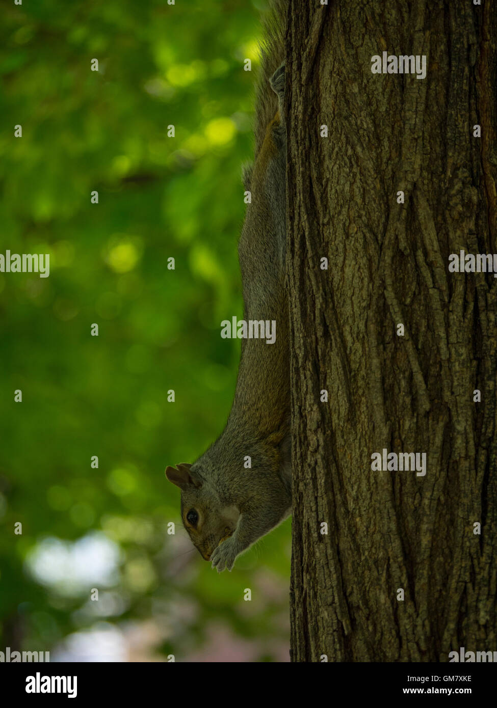 Squirrel in a tree Stock Photo - Alamy