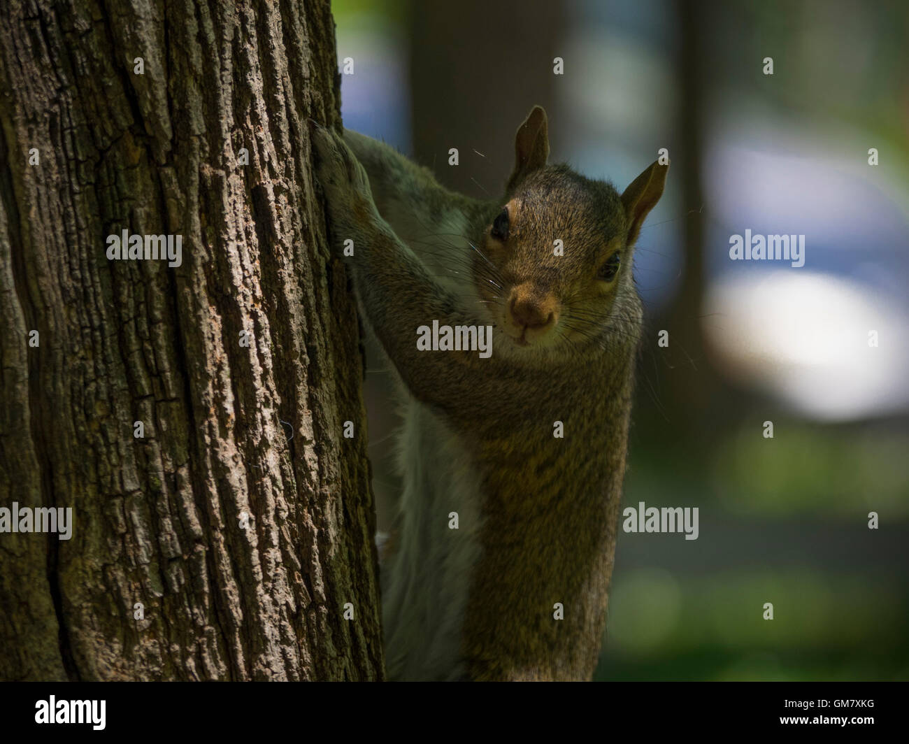 Squireel in a tree Stock Photo - Alamy