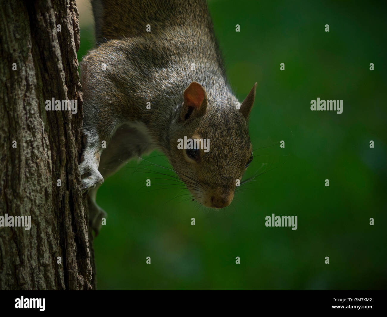 Squirrel in a tree Stock Photo - Alamy