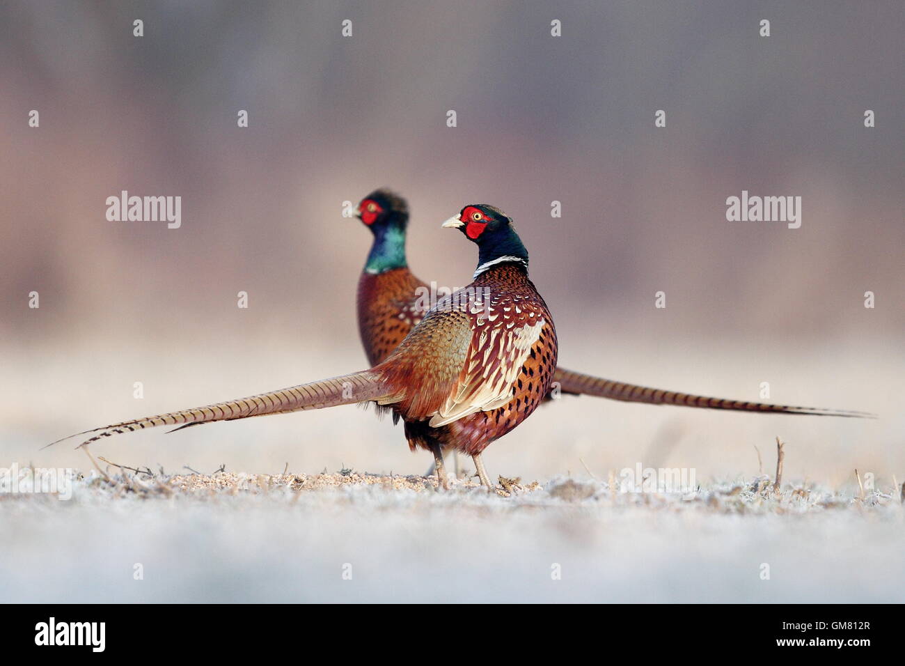 Pheasant hunting hi-res stock photography and images - Alamy