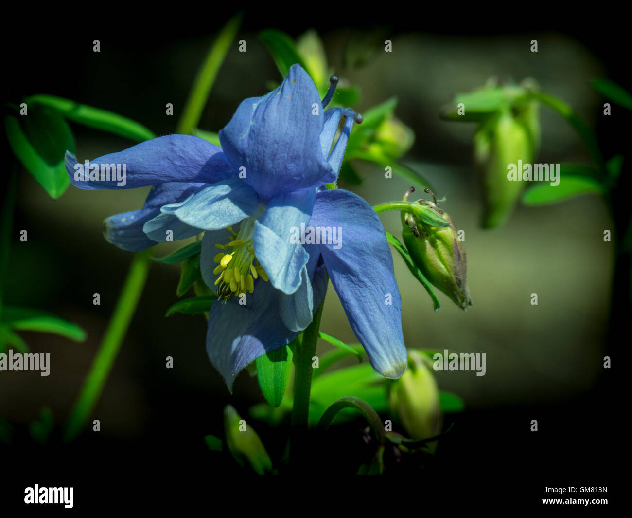 Blue columbine in bloom Stock Photo - Alamy
