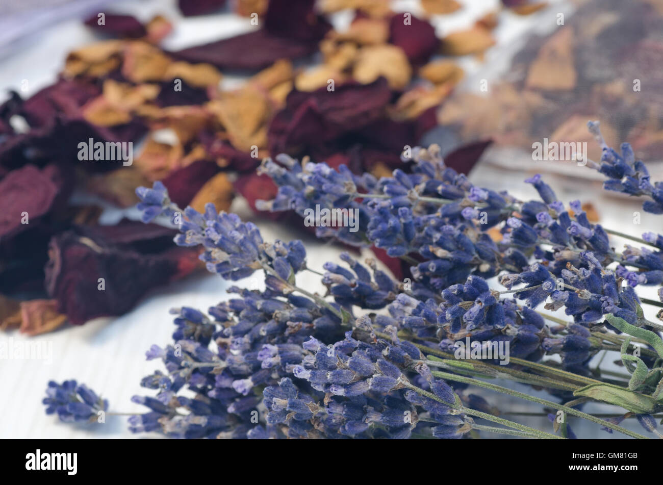 Lavender blooming rose hi-res stock photography and images - Alamy