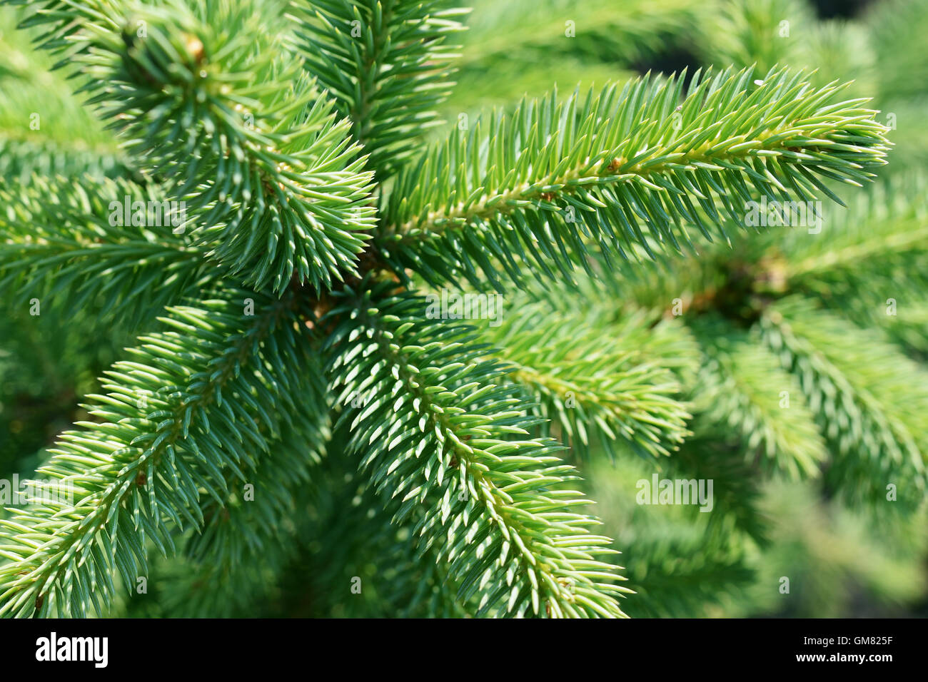 Green spruce background Stock Photo - Alamy