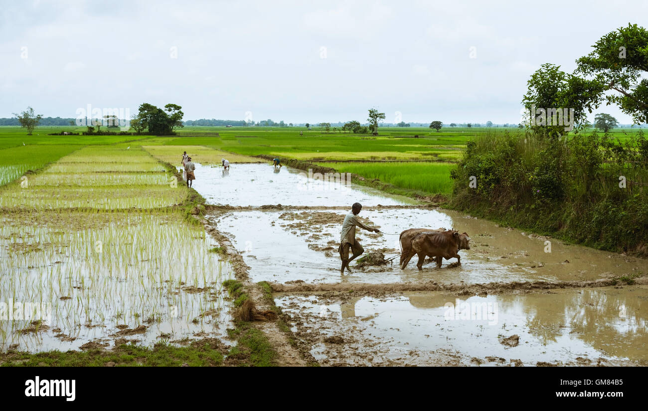 Farmer and co-workers prepare paddy fields on a wet monsoon morning ...
