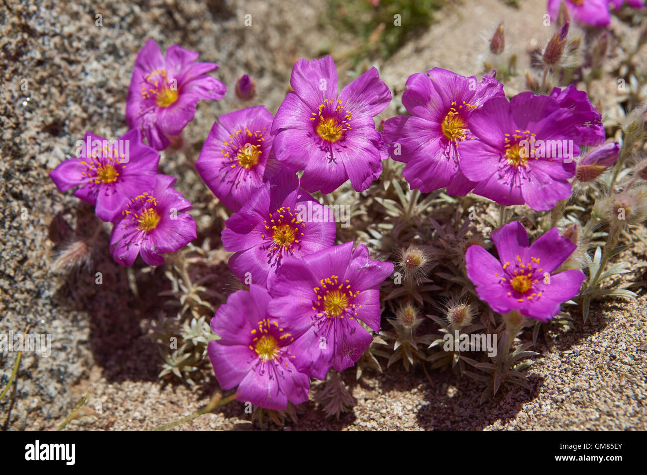 Roble hi-res stock photography and images - Alamy