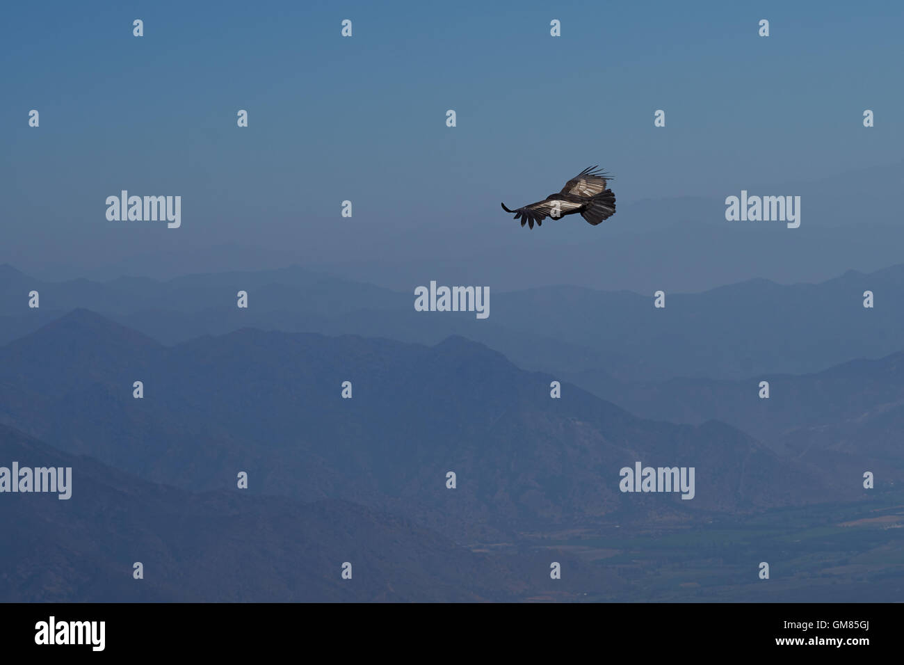 Andean condor chile hi-res stock photography and images - Alamy