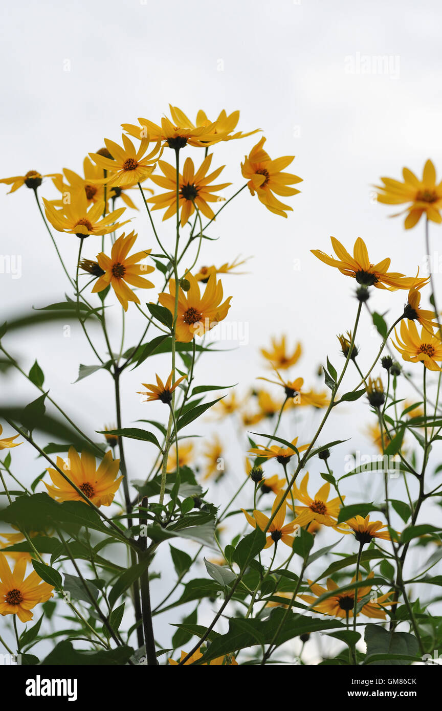 Floral background. Flowers of topinambour Stock Photo - Alamy