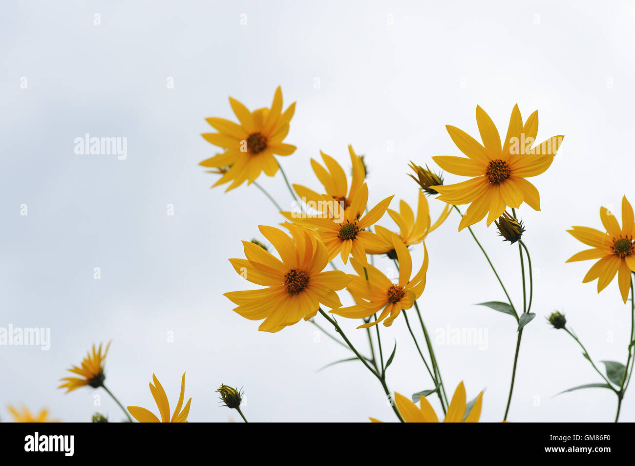 Floral background. Flowers of topinambour Stock Photo - Alamy