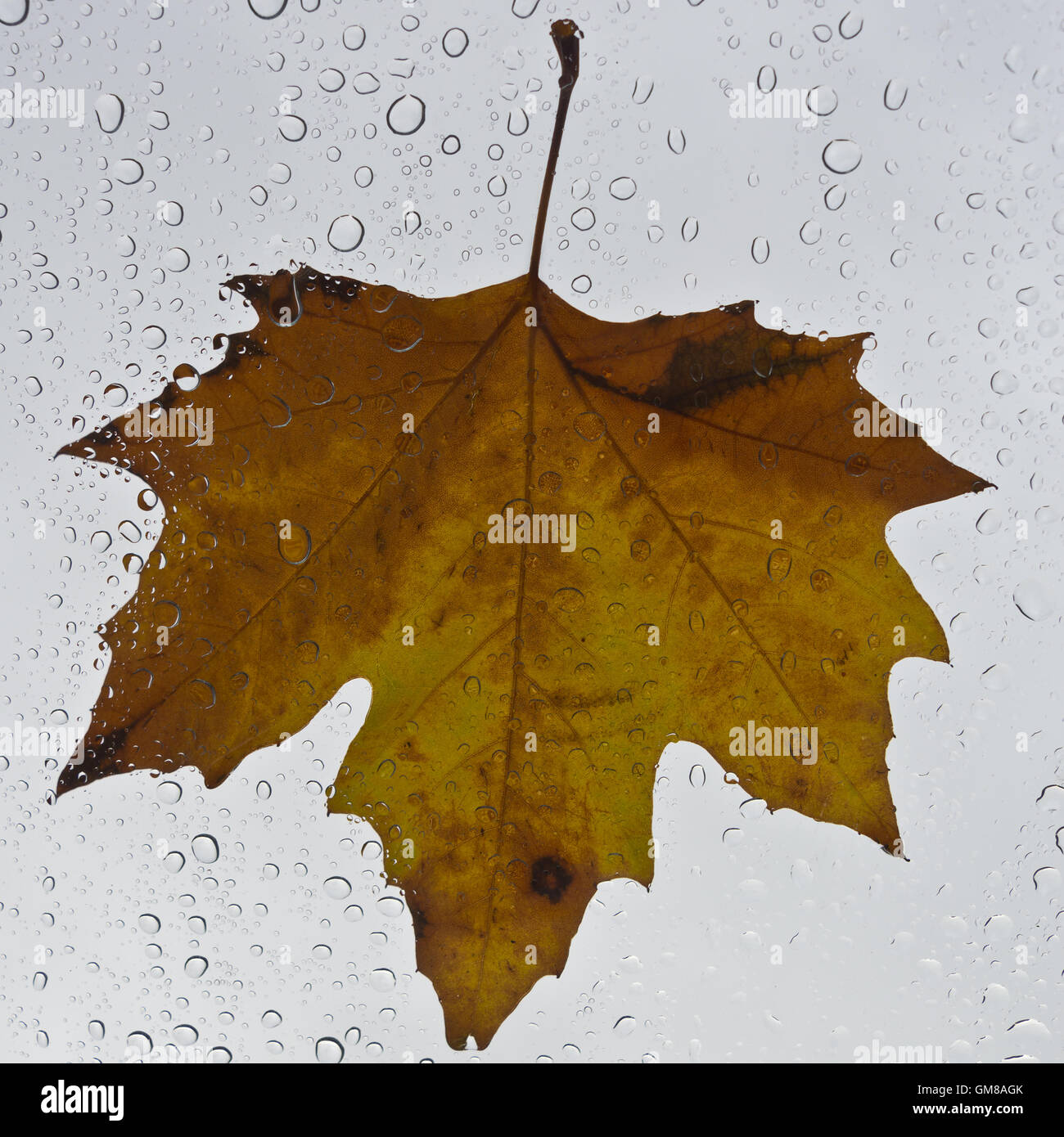 A back lit fallen leaf on a rain covered dormer window Stock Photo - Alamy