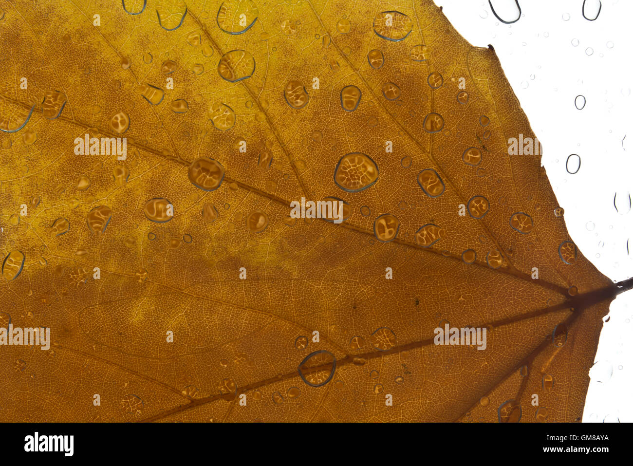 A back lit fallen leaf on a rain covered dormer window Stock Photo - Alamy