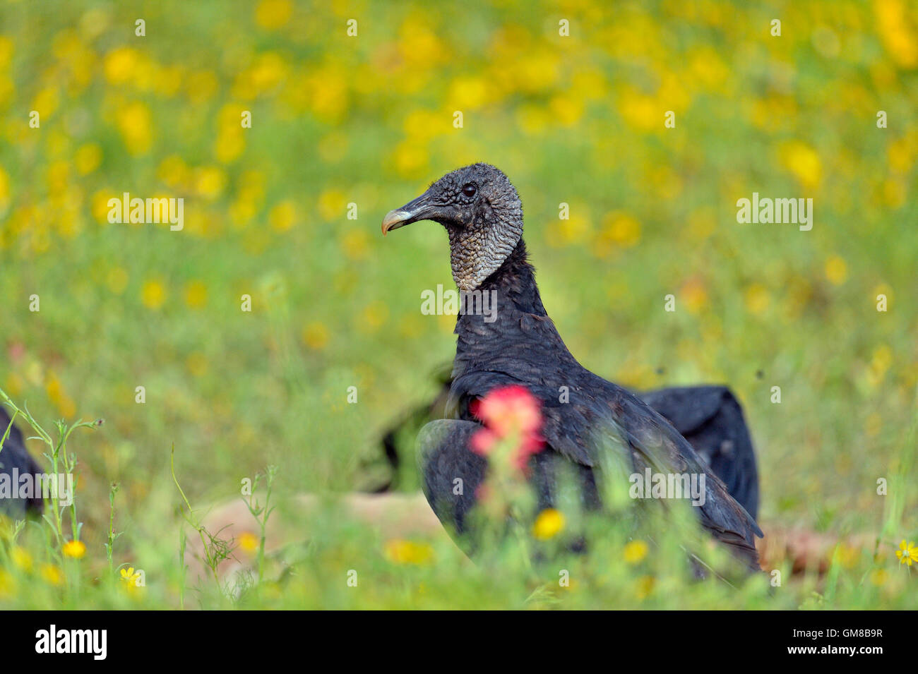 Scavengers carrion scavenging vultures wildlife hi-res stock ...
