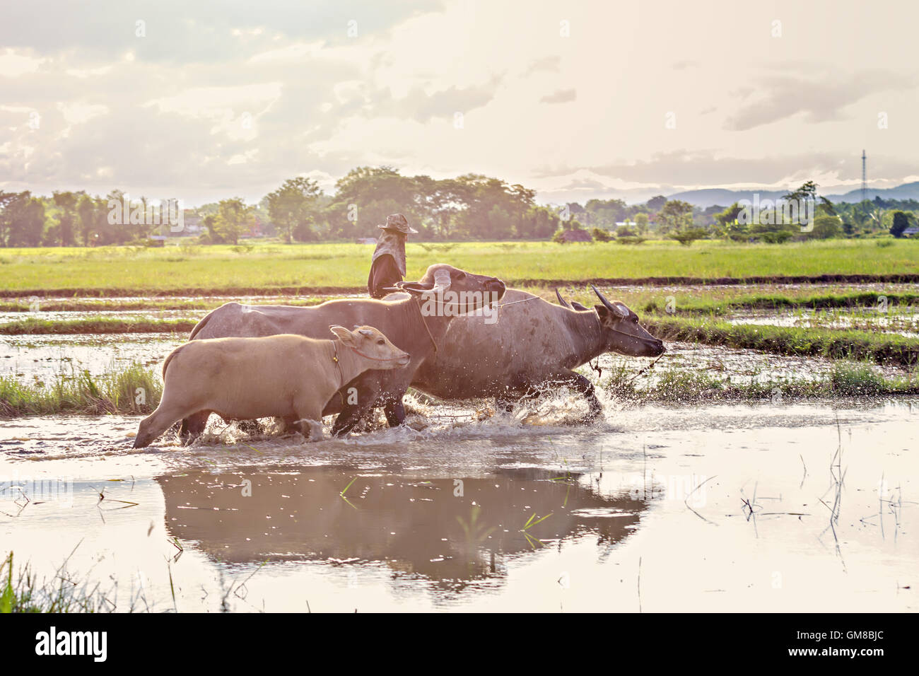Thai water buffaloes walking through a swamp Stock Photo - Alamy