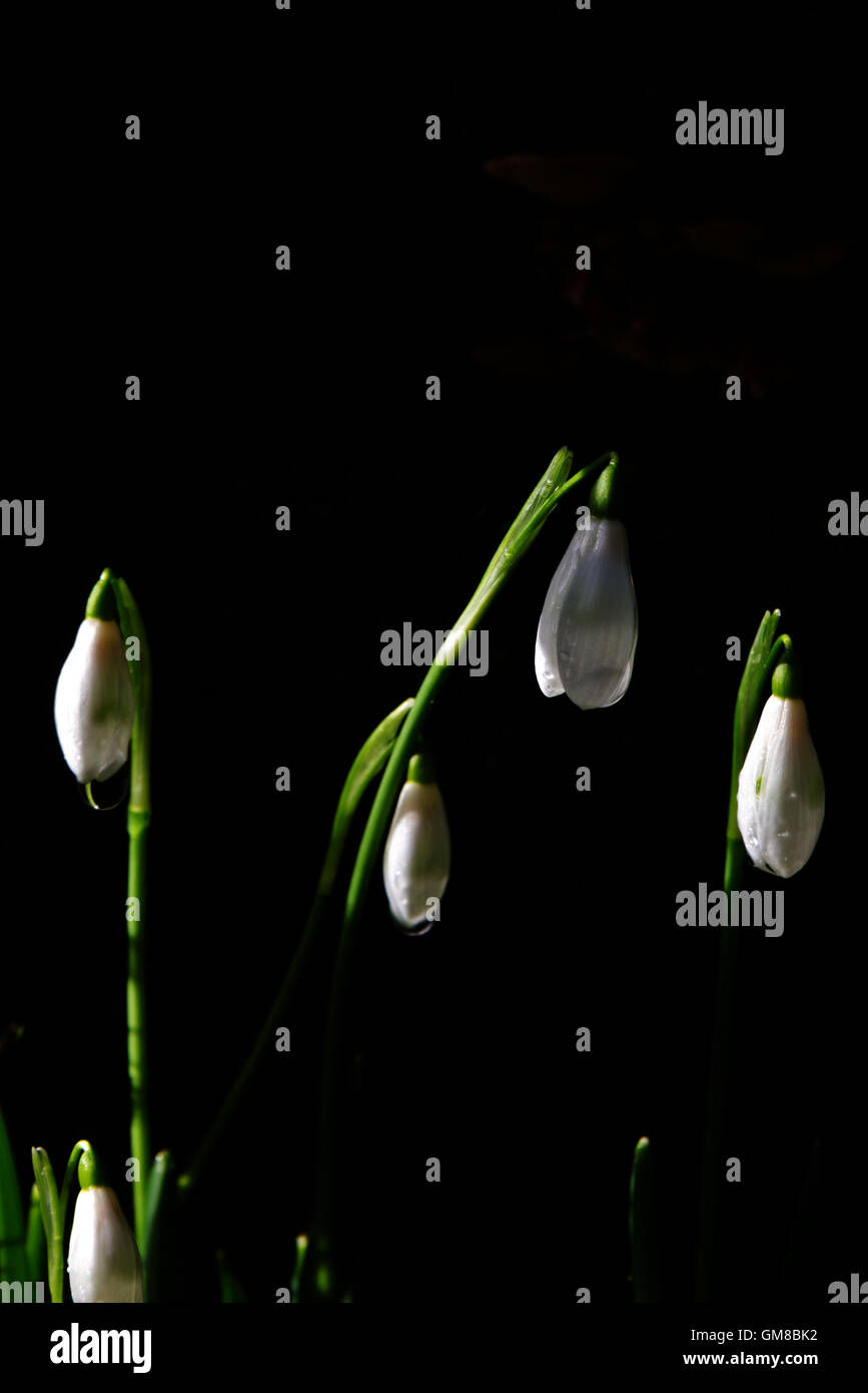 A close up picture of snowdrops taken in Hawkwell Wood in Exmoor ...