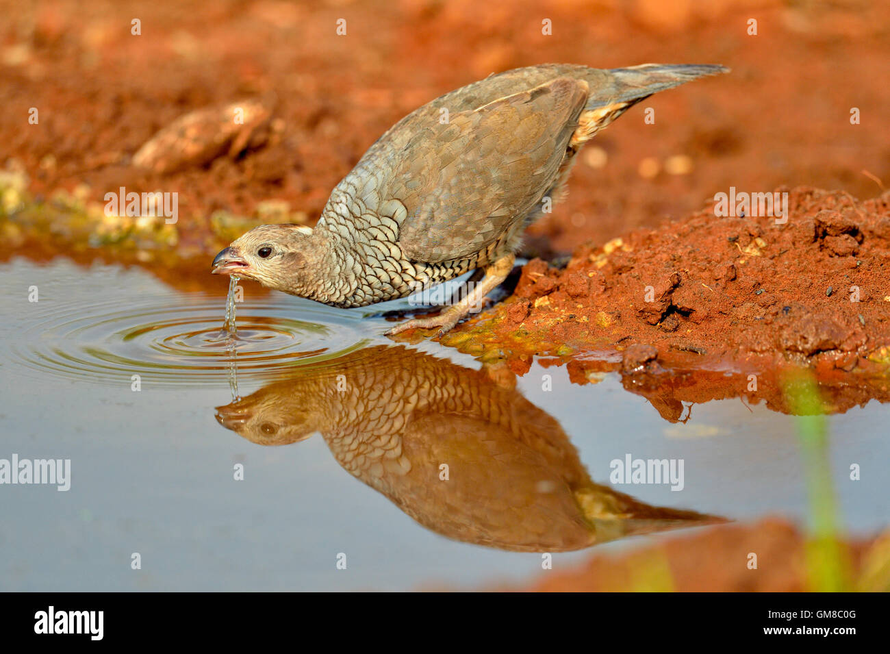 Scaled quail (Callipepla squamata) At the edge of a water hole, Rio ...