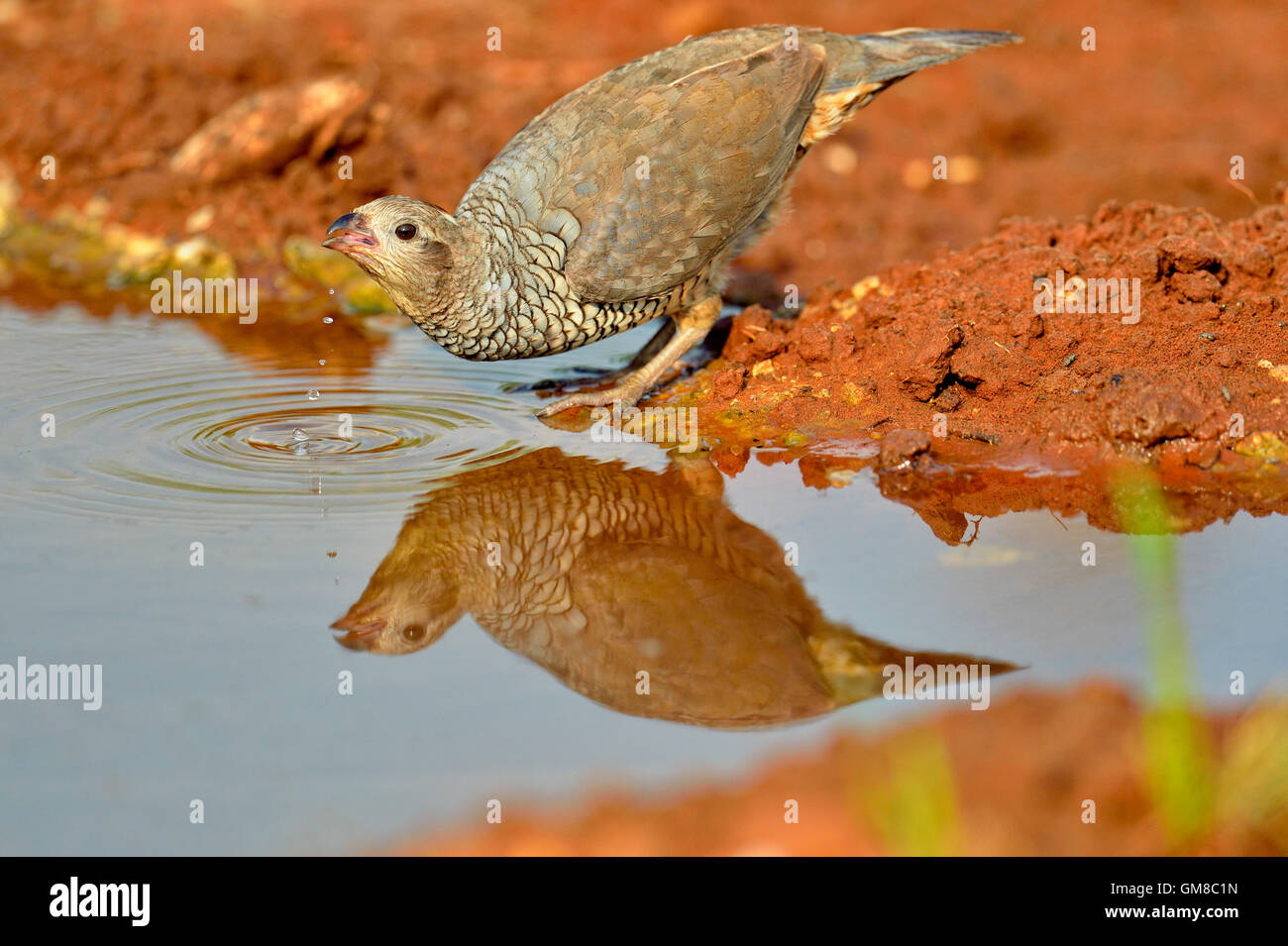Blue scaled quail bird hi-res stock photography and images - Alamy