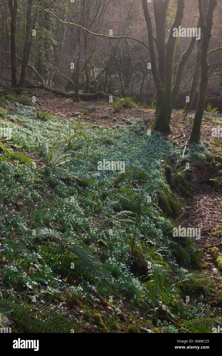 Hawkwell Wood’s Snowdrop valley in Exmoor National Park close to ...