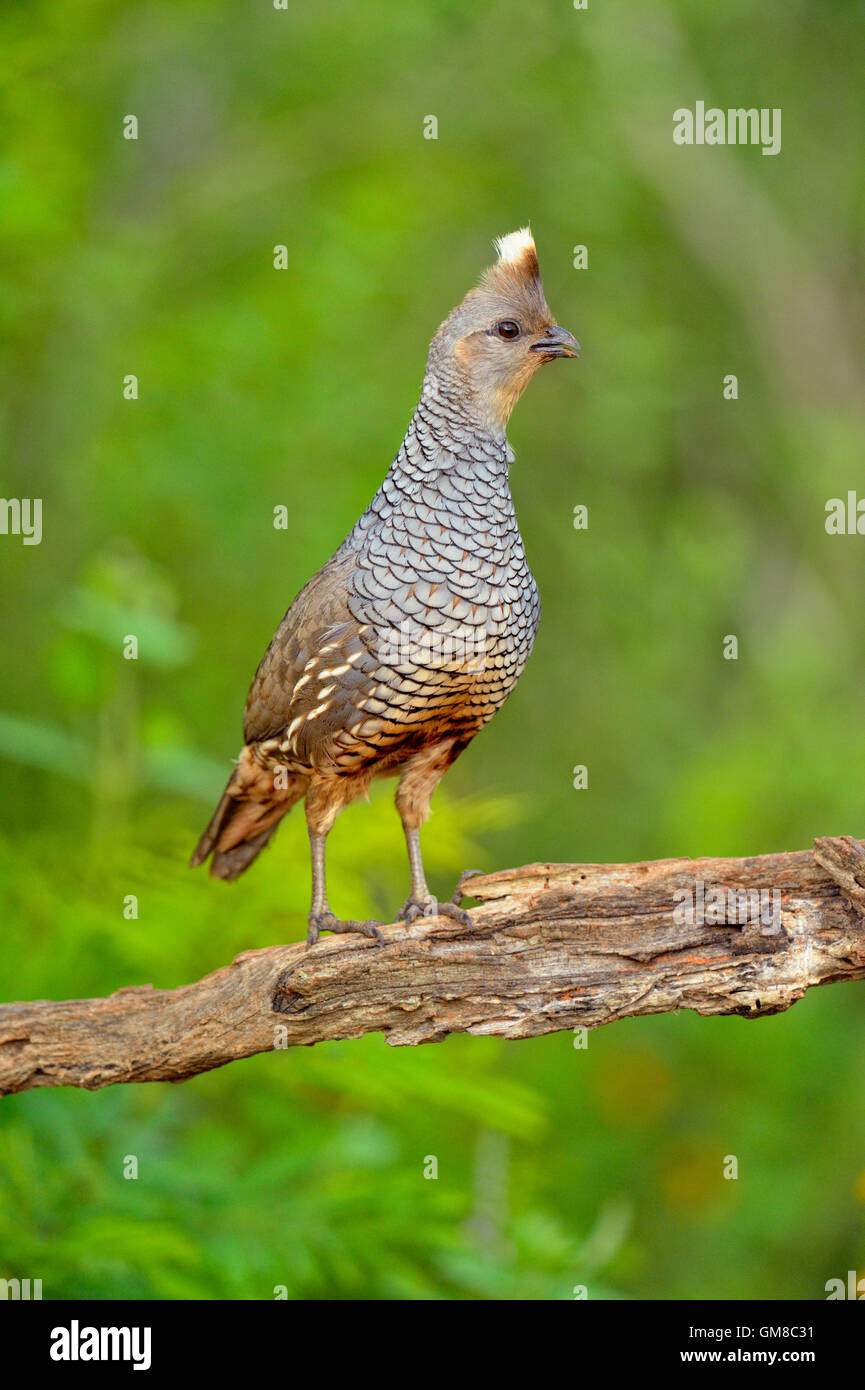 Scaled quail (Callipepla squamata), Rio Grande City, Texas, USA Stock ...